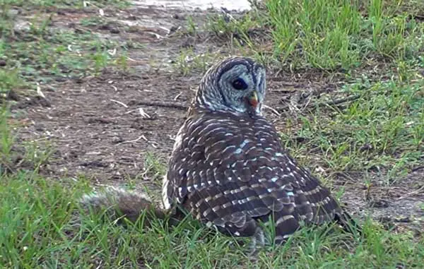 Do Owls Eat Squirrels? Get To Know Here!